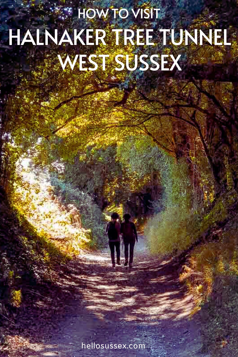 The path to Halnaker Windmill, a magical tunnel of trees