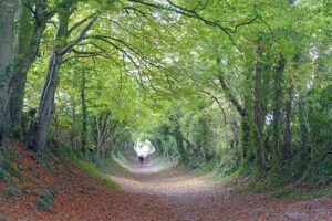 The path to Halnaker Windmill, a magical tunnel of trees Hello Sussex