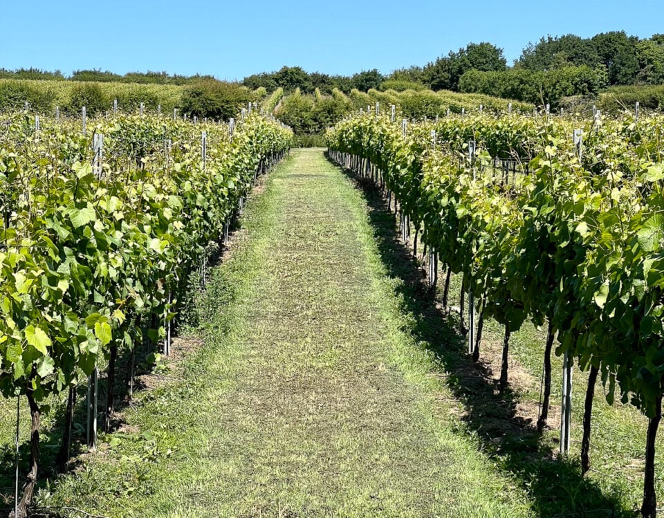 Vineyards in Sussex for wine tours, tastings and dining