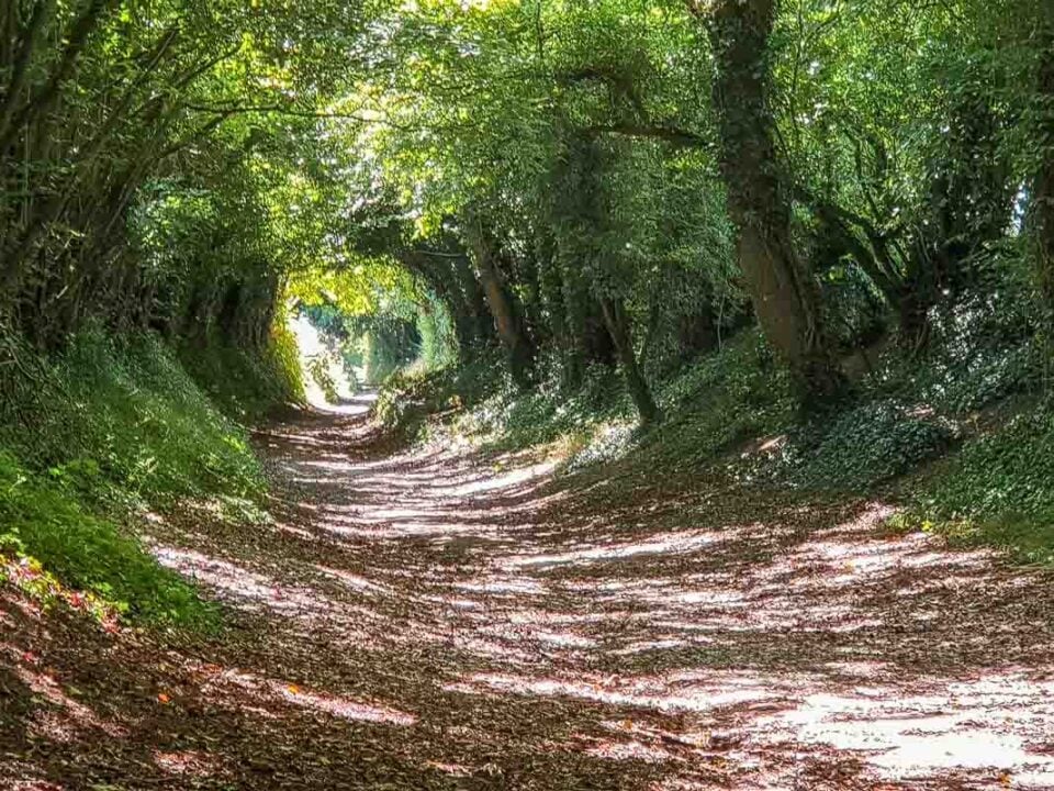 The path to Halnaker Windmill, a magical tunnel of trees