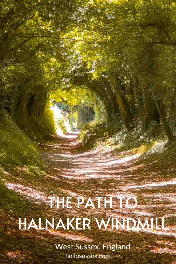 The path to Halnaker Windmill, a magical tunnel of trees