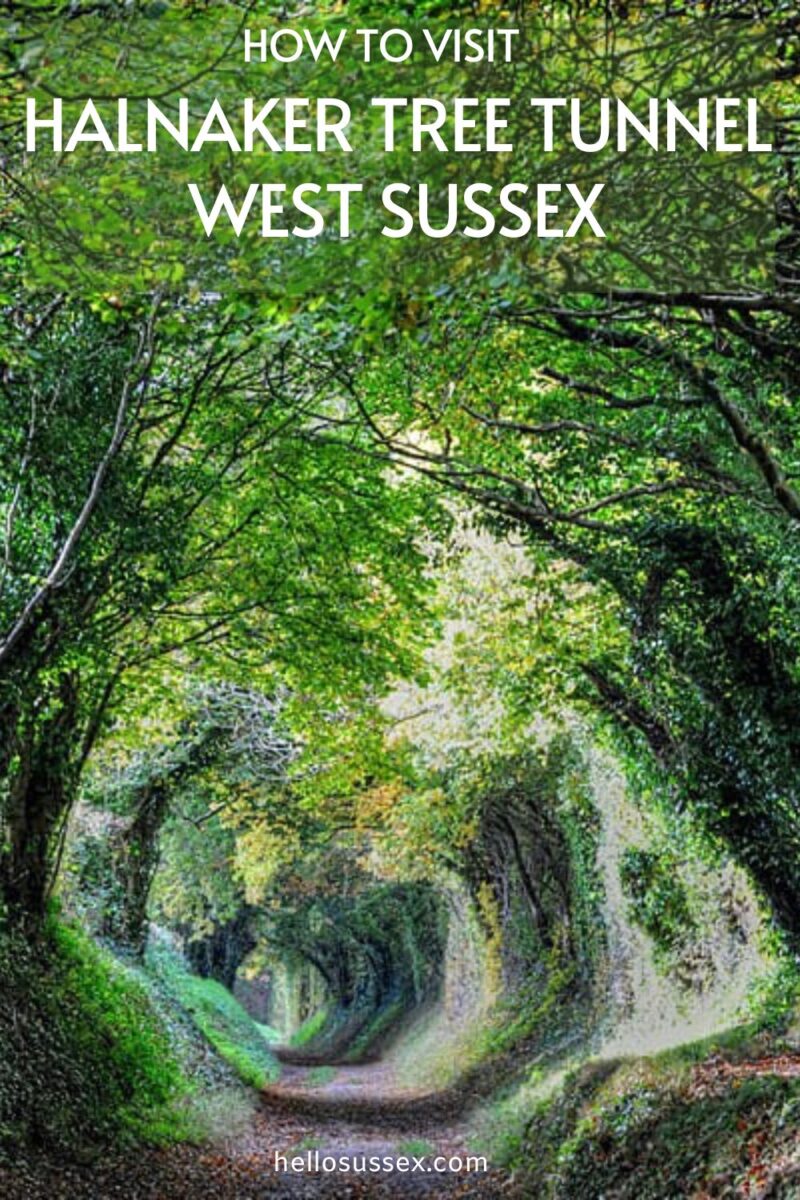 The path to Halnaker Windmill, a magical tunnel of trees