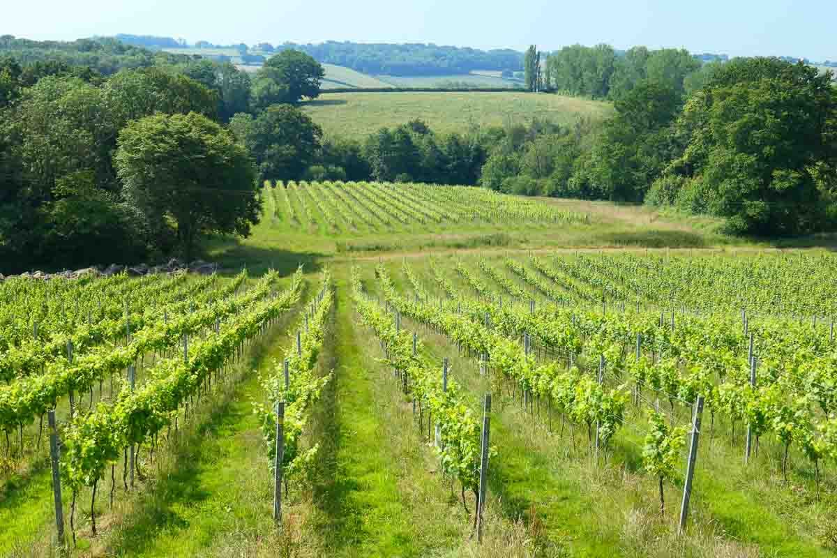 Tillingham Winery: Wine tasting and hotel review