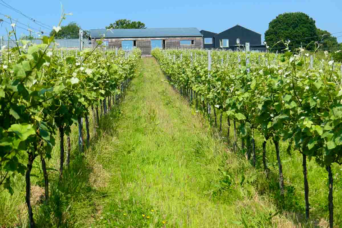 Tillingham Winery: Wine tasting and hotel review
